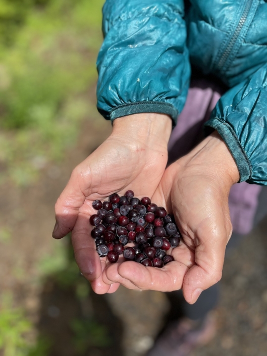 Huckleberry Season - Explore White Salmon, Washington